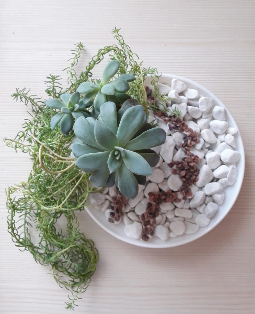 Succulent arrangement ideas. Find easy home decorating tips for ...